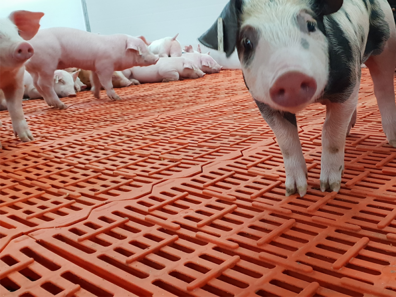 Slat de destete | Exafan